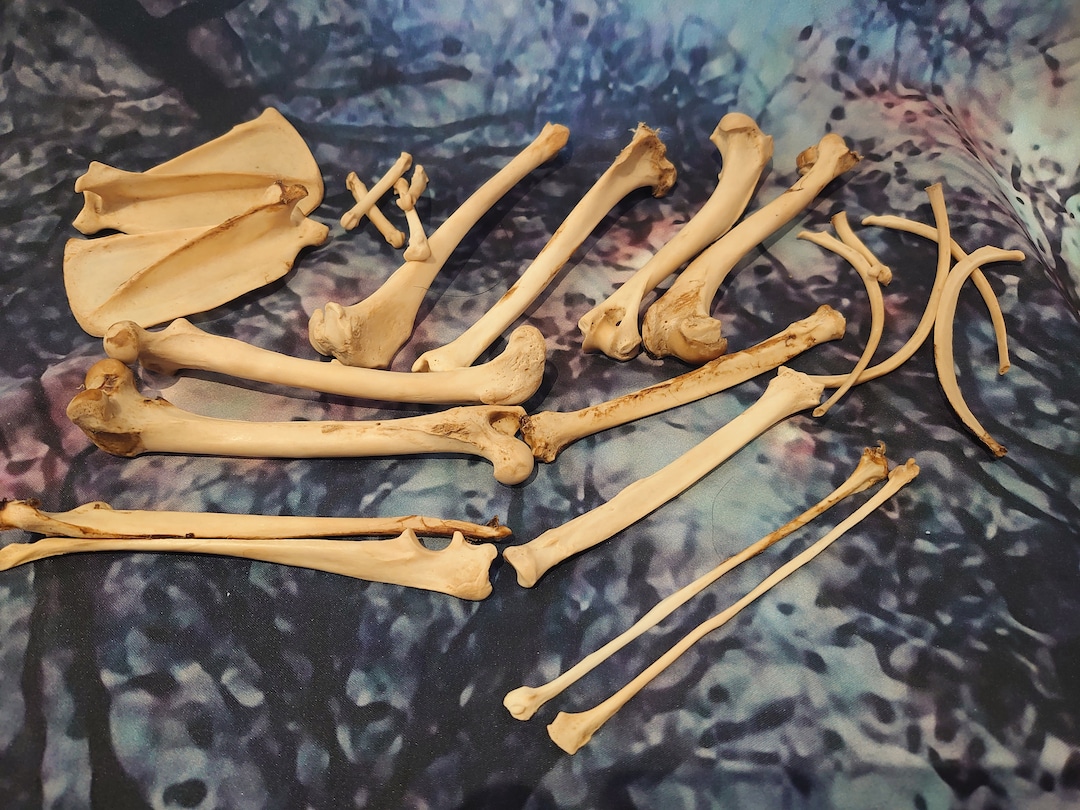 Red Fox Bones, Foot and Leg Bones, Shoulder Blade, Humerus, Tibia ...