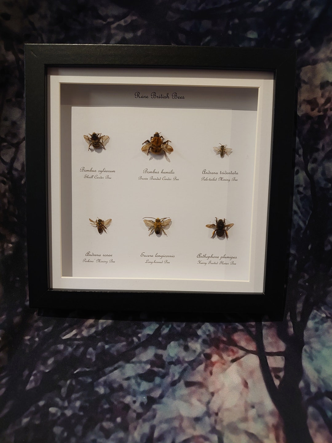 Rare British Bees Entomology Shadow Box Frame Wall Art, Education ...