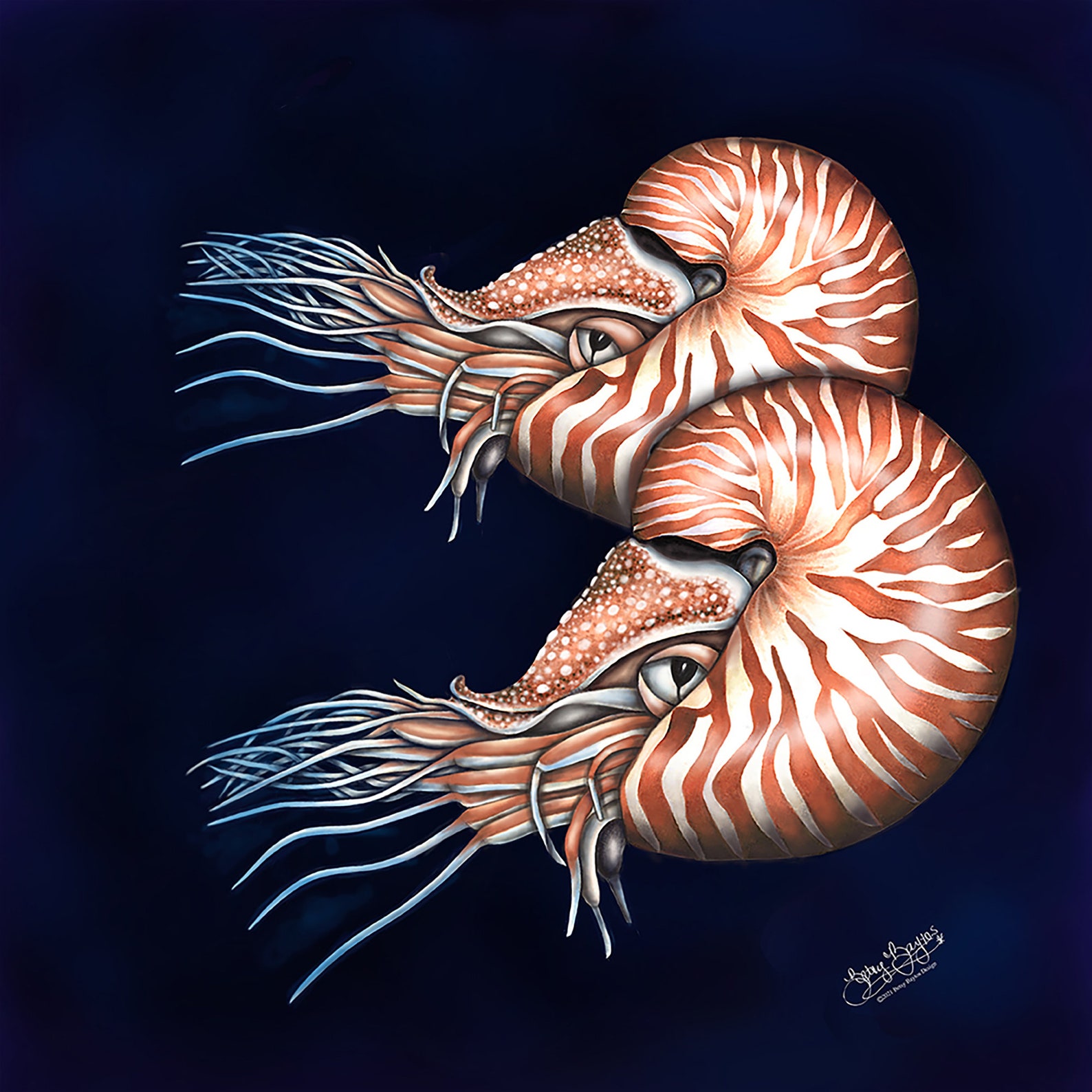 Nautilus Portrait on Tile - Etsy