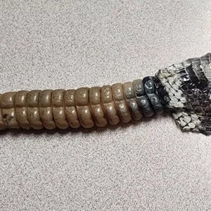 Western Diamondback Rattlesnake Snake Tanned Skin 55 14 Buttons S81 - Etsy