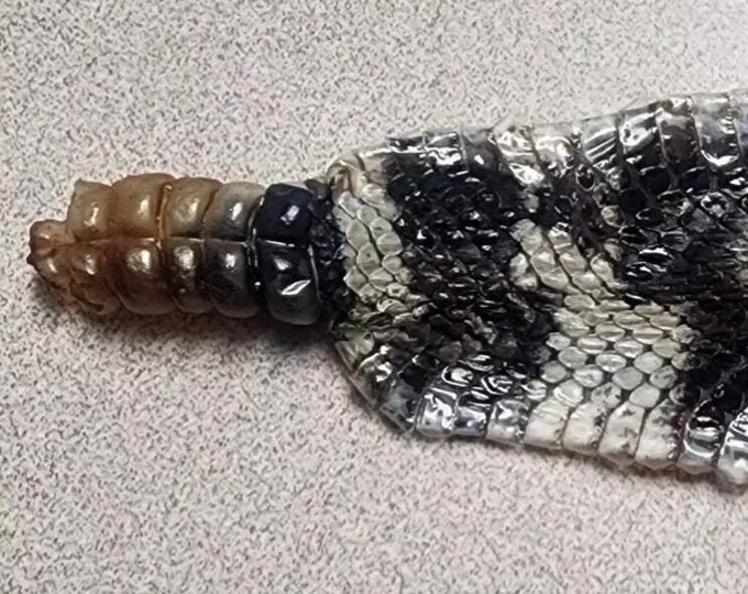 Western Diamondback Rattlesnake Snake Tanned Skin 46" 5 Buttons! S143 ...