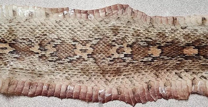GOPHER SNAKE Expertly Tanned Awesome Skin 50 Long 3 Wide S123 - Etsy