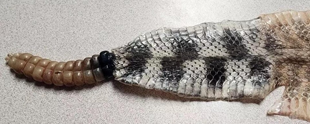 Western Diamondback Rattlesnake Snake Tanned Skin 51 11 Buttons S124 - Etsy