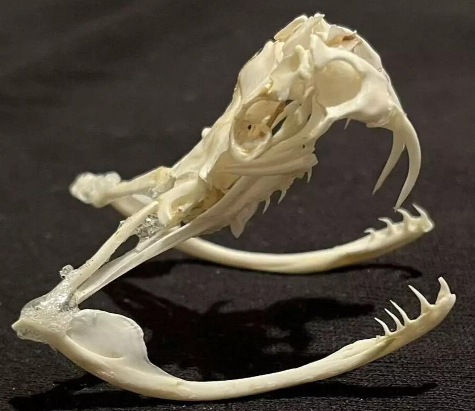 Western Diamondback Rattlesnake Snake Skull Puzzle 41p Kit SPECIMEN ...