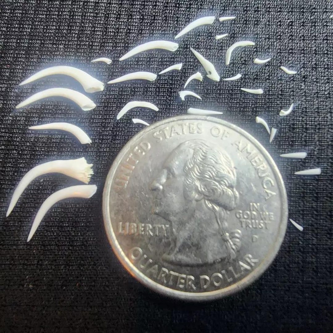 Western Diamondback Rattlesnake 29 Fangs Same Snake Medicine Witch ...