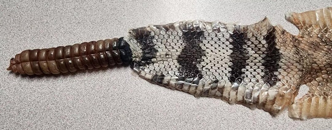 Western Diamondback Rattlesnake Snake Tanned Skin 54 14 Buttons S77 - Etsy