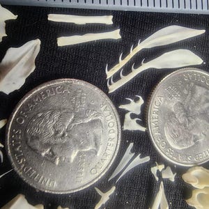 Western Diamondback Rattlesnake Snake Skull Puzzle 41p Kit SPECIMEN ...