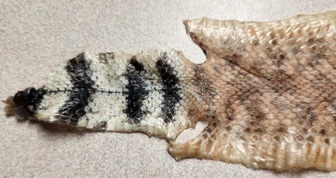 Western Diamondback Rattlesnake Snake Tanned Skin 32" 2 Buttons! S188 ...