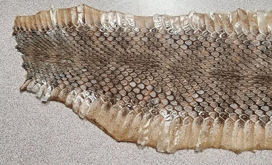 Western Diamondback Rattlesnake Snake Tanned Skin 38 5 Wide S111 - Etsy