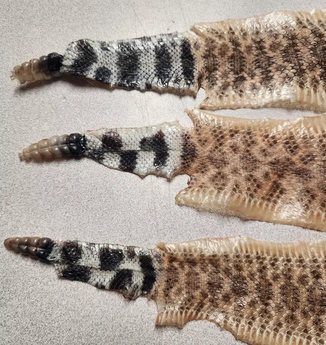 3 Western Diamondback Rattlesnake Snake Tanned Skin S 26, 32, 34 Inches ...
