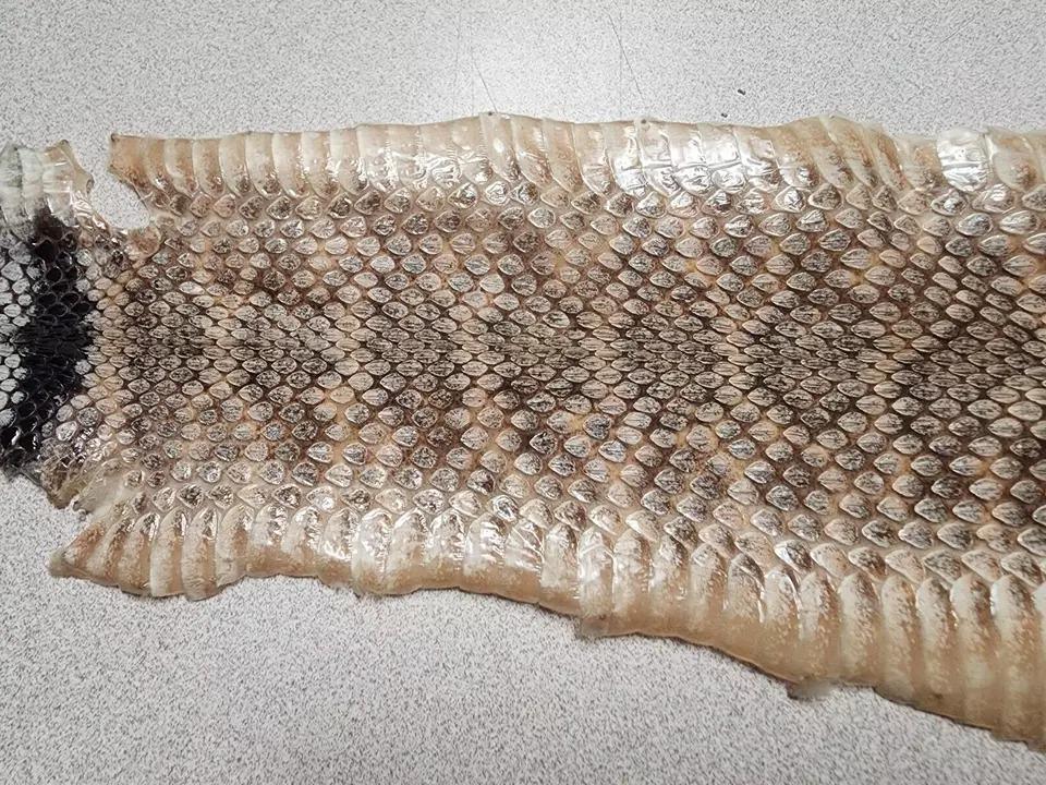 Western Diamondback Rattlesnake Snake Tanned Skin 55 14 Buttons S81 - Etsy