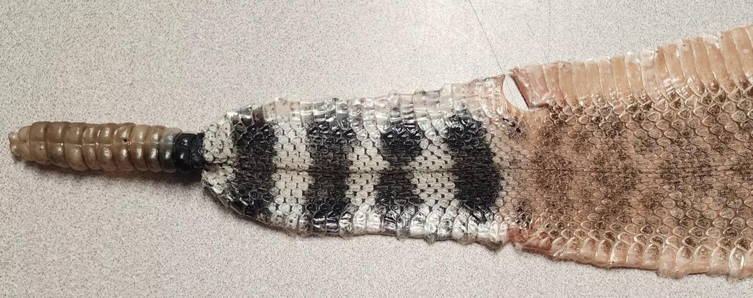 Western Diamondback Rattlesnake Snake Tanned Skin 50 11 Buttons S154 - Etsy