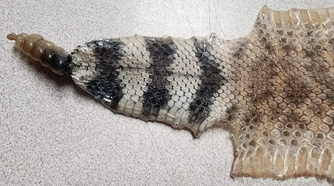 Western Diamondback Rattlesnake Snake Tanned Skin 36 4 Buttons S101 - Etsy