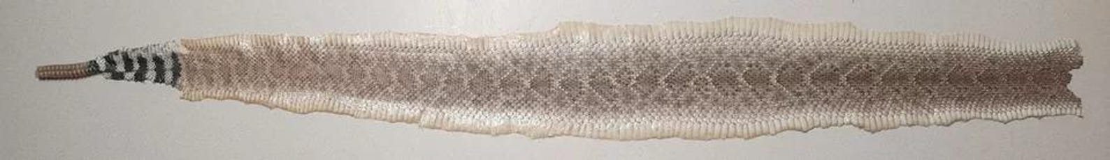 Western Diamondback Rattlesnake Snake Tanned Skin 55 14 Buttons S81 - Etsy