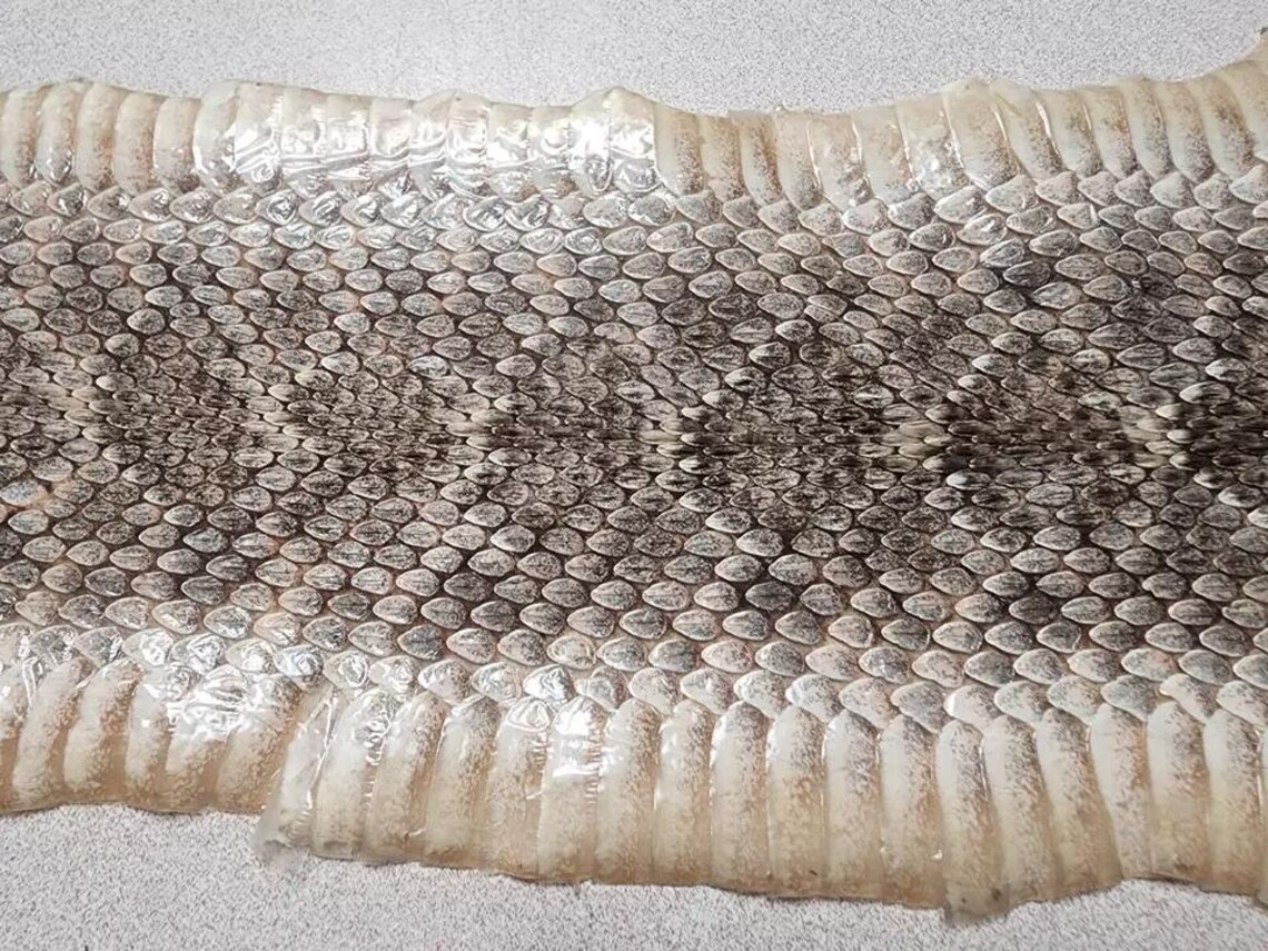 Western Diamondback Rattlesnake Snake Tanned Skin 55 14 Buttons S81 - Etsy
