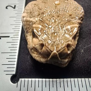 Western Diamondback Rattlesnake Snake Skull Puzzle 41p Kit SPECIMEN ...