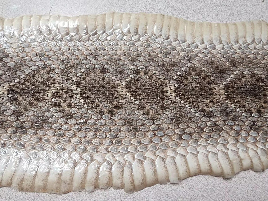 Western Diamondback Rattlesnake Snake Tanned Skin 55 14 Buttons S81 - Etsy