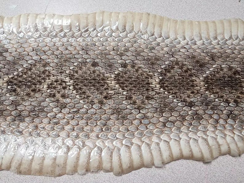 Western Diamondback Rattlesnake Snake Tanned Skin 55 14 Buttons S81 - Etsy