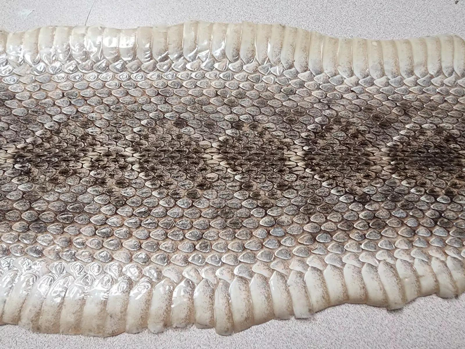 Western Diamondback Rattlesnake Snake Tanned Skin 55 14 Buttons S81 - Etsy