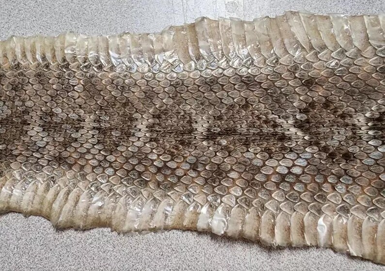Western Diamondback Rattlesnake Snake Tanned Skin 43 8 Buttons S122 - Etsy