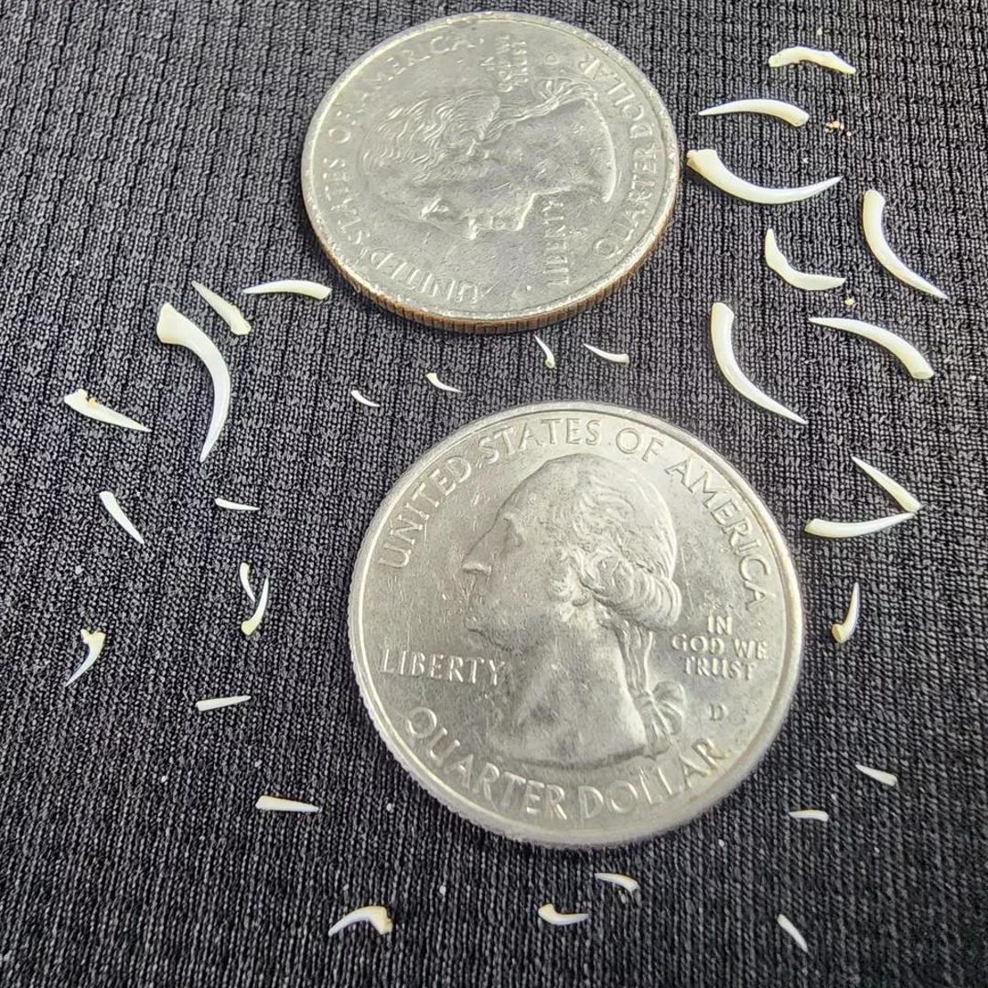 Western Diamondback Rattlesnake 31 Fangs Same Snake Medicine Witch ...