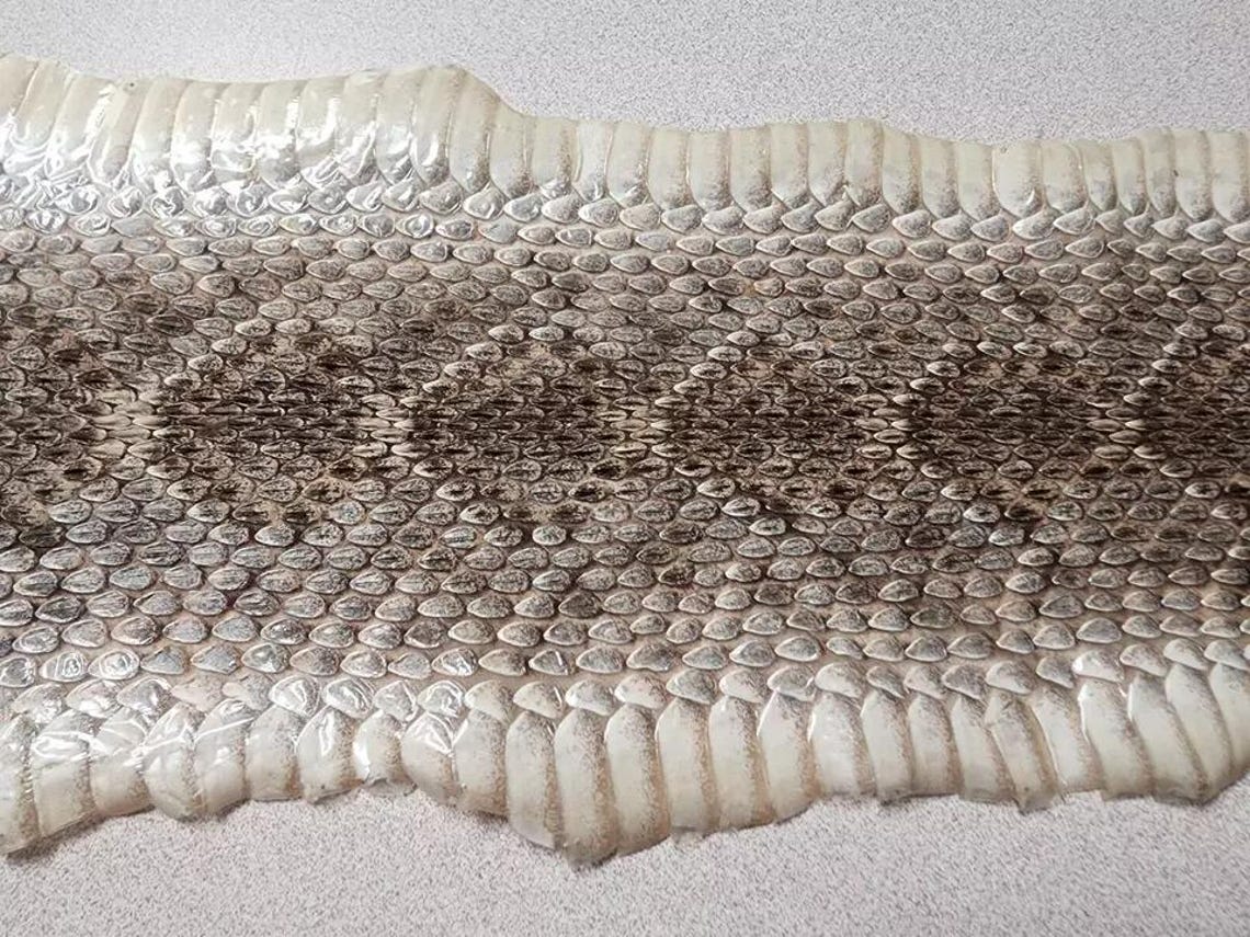 Western Diamondback Rattlesnake Snake Tanned Skin 55 14 Buttons S81 - Etsy