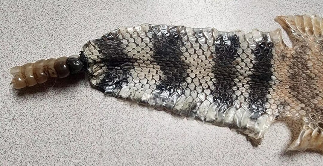 Western Diamondback Rattlesnake Snake Tanned Skin 41 5 Buttons S100 - Etsy