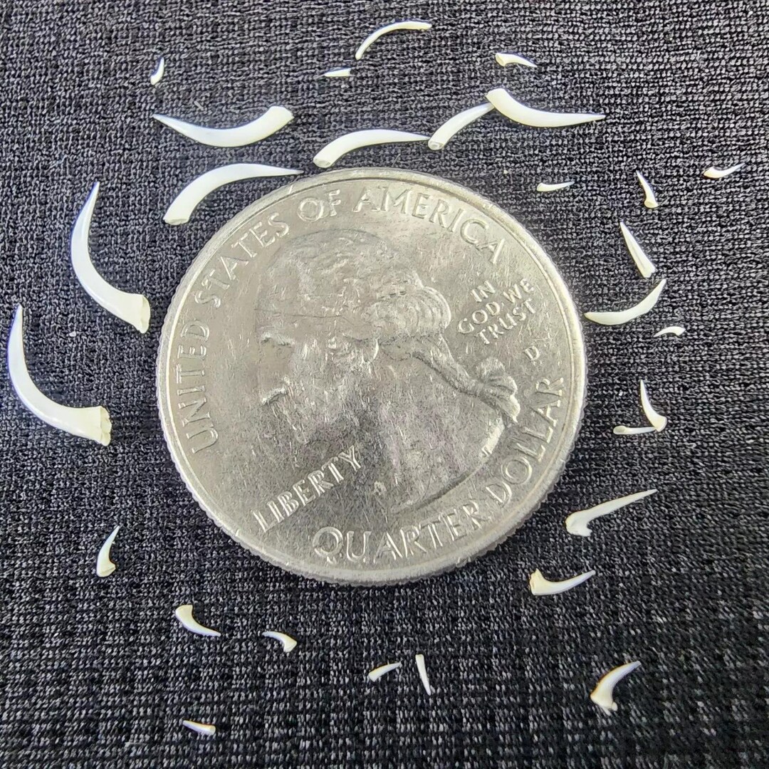 Western Diamondback Rattlesnake 28 Fangs Same Snake Medicine Witch ...