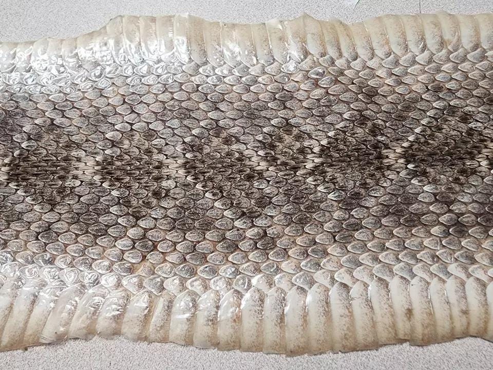 Western Diamondback Rattlesnake Snake Tanned Skin 55 14 Buttons S81 - Etsy