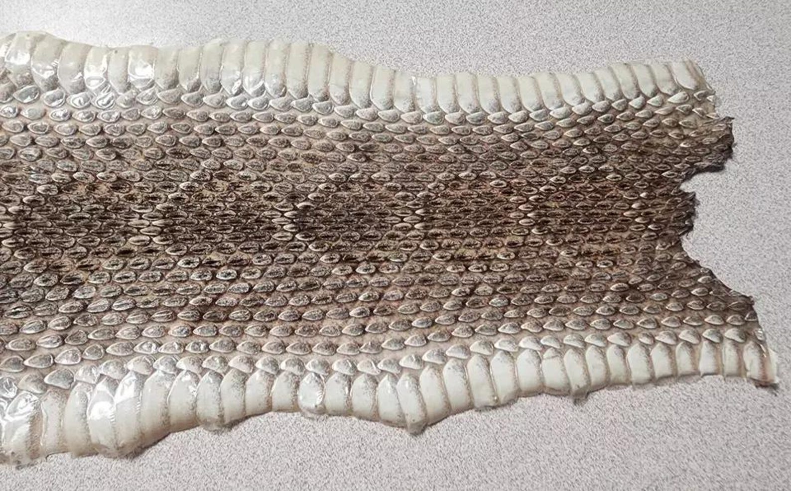 Western Diamondback Rattlesnake Snake Tanned Skin 55 14 Buttons S81 - Etsy