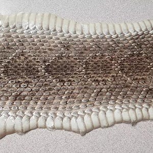 Western Diamondback Rattlesnake Snake Tanned Skin 55 14 Buttons S81 - Etsy