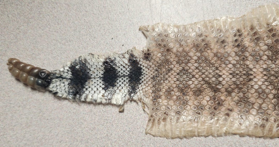 Western Diamondback Rattlesnake Snake Tanned Skin 36" 5 Rattles! S222 ...