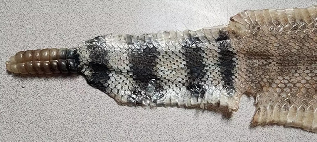 Western Diamondback Rattlesnake Snake Tanned Skin 43 8 Buttons S122 - Etsy