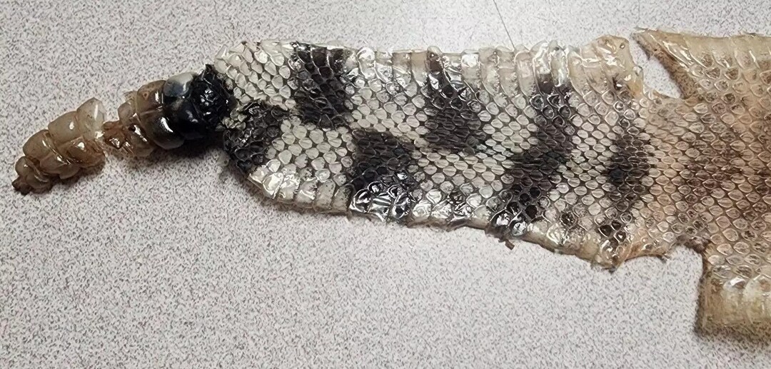 Western Diamondback Rattlesnake Snake Tanned Skin 39 3 3 Buttons S94 - Etsy