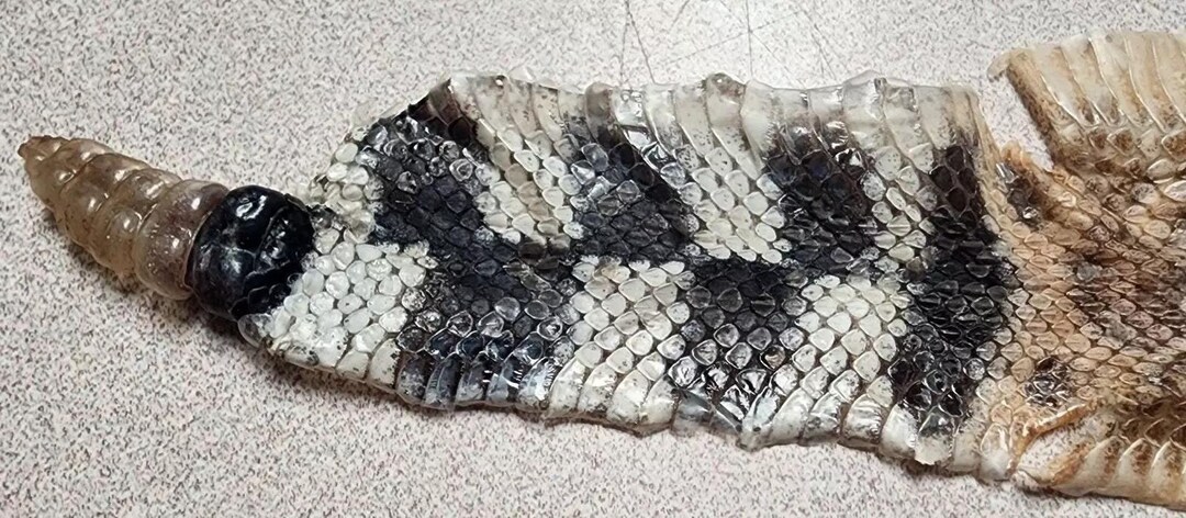 Western Diamondback Rattlesnake Snake Tanned Skin 39 5 Buttons S125 - Etsy