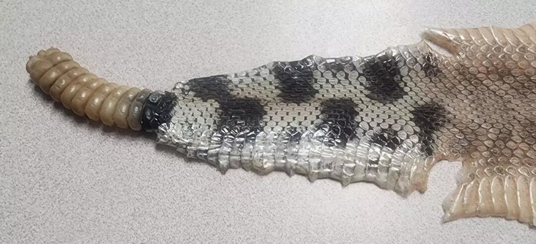 Western Diamondback Rattlesnake Snake Tanned Skin 52 11 Buttons S108 - Etsy