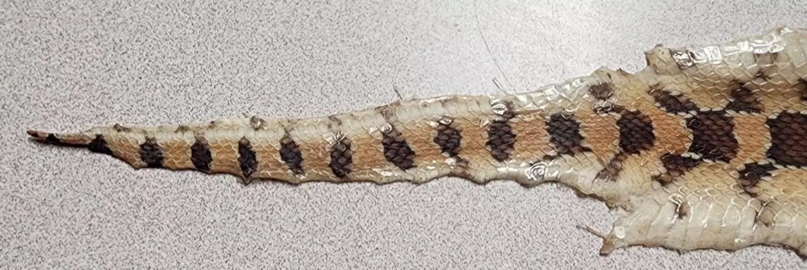 GOPHER SNAKE Expertly Tanned Awesome Skin 50 Long 3 Wide S123 - Etsy