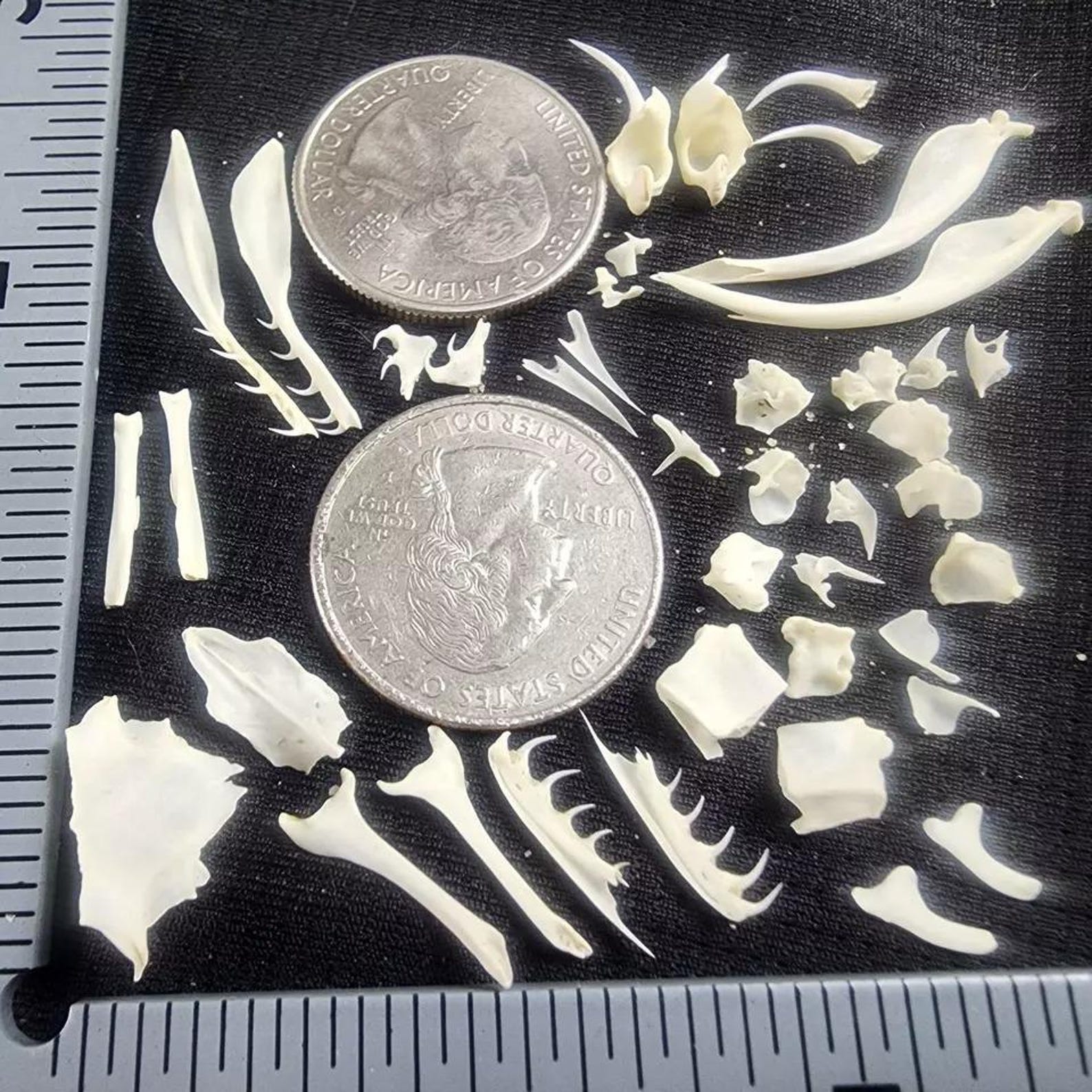 Western Diamondback Rattlesnake Snake Skull Puzzle 41p Kit SPECIMEN ...