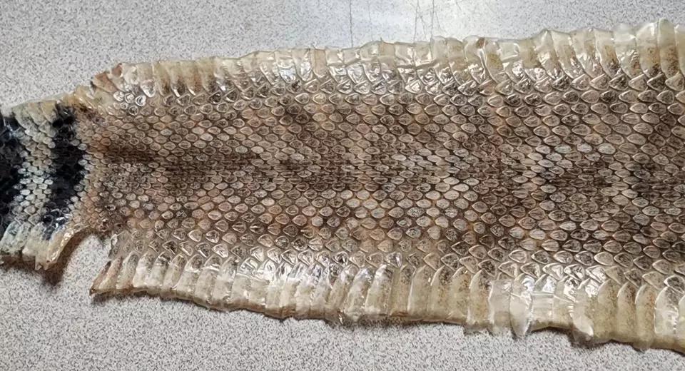 Western Diamondback Rattlesnake Snake Tanned Skin 43 8 Buttons S122 - Etsy