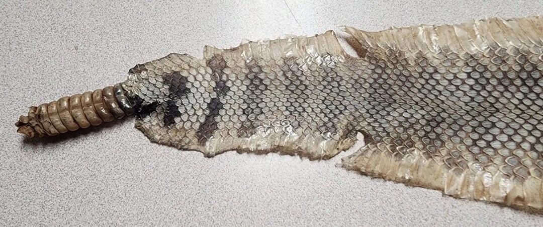 GREEN MOJAVE Rattlesnake Snake Tanned Skin RARE 50 9 Buttons S61 - Etsy