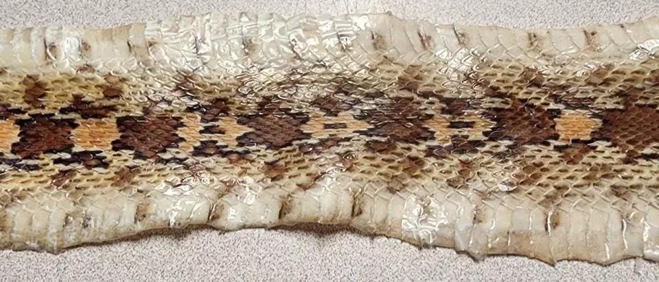 GOPHER SNAKE Expertly Tanned Awesome Skin 50 Long 3 Wide S123 - Etsy