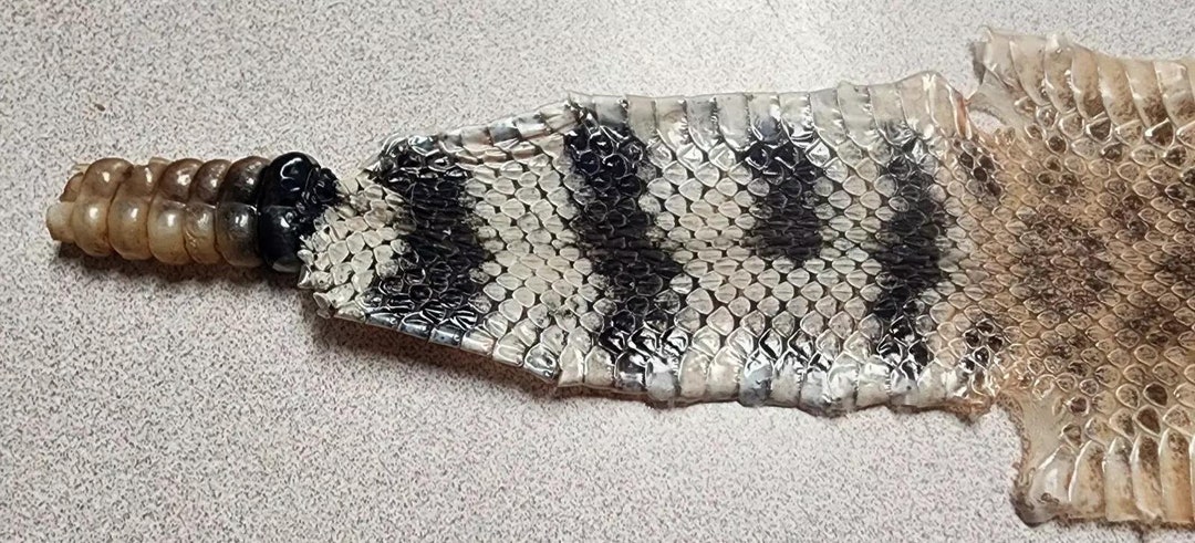 Western Diamondback Rattlesnake Snake Tanned Skin 51 6 Buttons S133 - Etsy