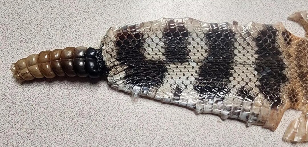 Western Diamondback Rattlesnake Snake Tanned Skin 45 7 Buttons S134 - Etsy