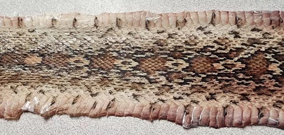 GOPHER SNAKE Expertly Tanned Awesome Skin 50 Long 3 Wide S123 - Etsy