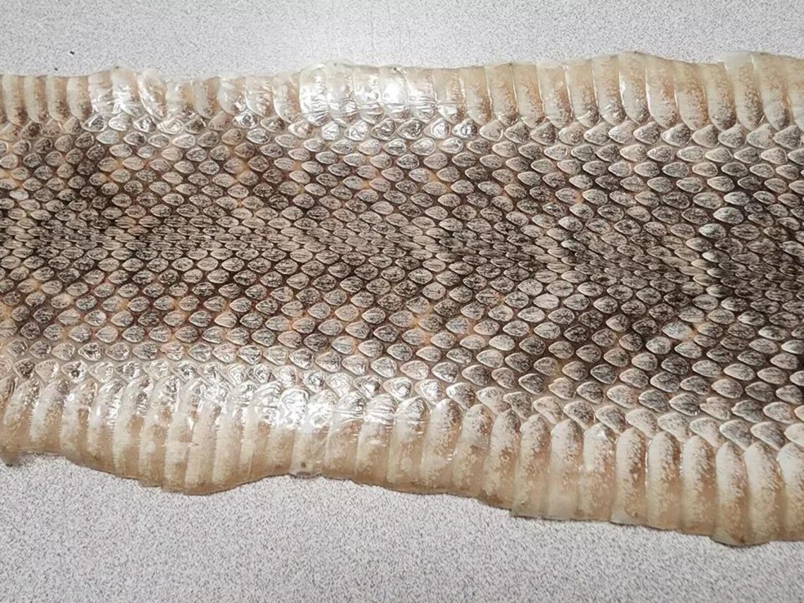 Western Diamondback Rattlesnake Snake Tanned Skin 55 14 Buttons S81 - Etsy