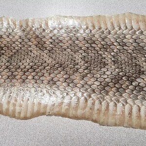 Western Diamondback Rattlesnake Snake Tanned Skin 55 14 Buttons S81 - Etsy