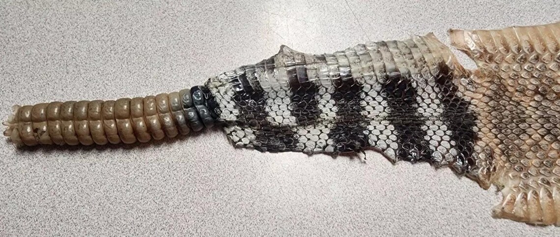 Western Diamondback Rattlesnake Snake Tanned Skin 55 14 Buttons S81 - Etsy