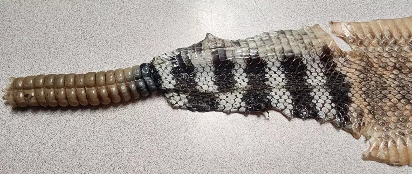 Western Diamondback Rattlesnake Snake Tanned Skin 55 14 Buttons S81 - Etsy