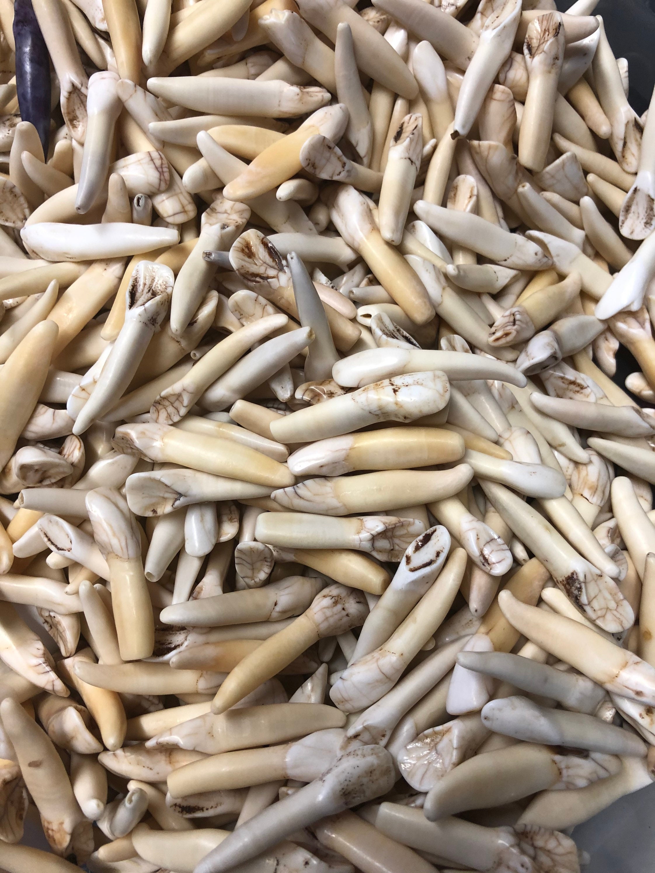 Moose Teeth Set 25 Pieces for Your Own Bone Art Projects Real - Etsy