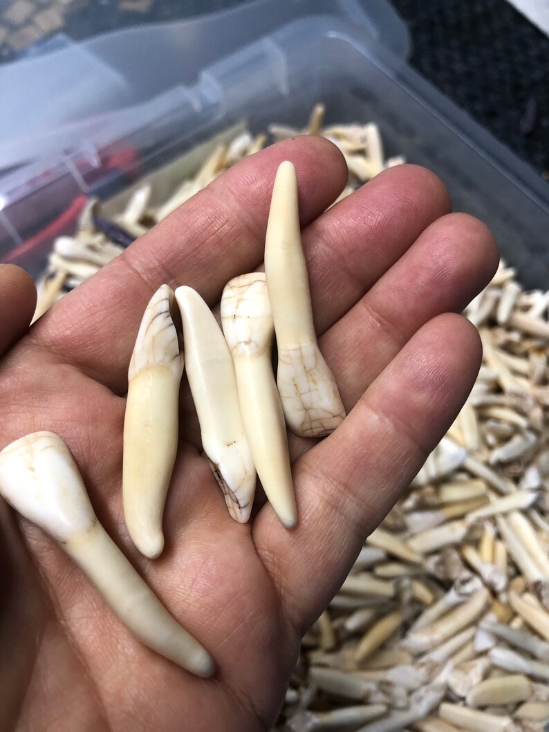 Moose Teeth Set 25 Pieces for Your Own Bone Art Projects Real | Etsy
